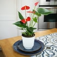 16in. Tall Red Anthurium in 4.25in Decor Pot; Indirect Light, Easy Care ...