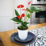 16in. Tall Red Anthurium in 4.25in Decor Pot; Indirect Light, Easy Care ...