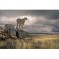 Egger, Marcel 24x17 White Modern Wood Framed Museum Art Print Titled - CheetahView - Walmart.com