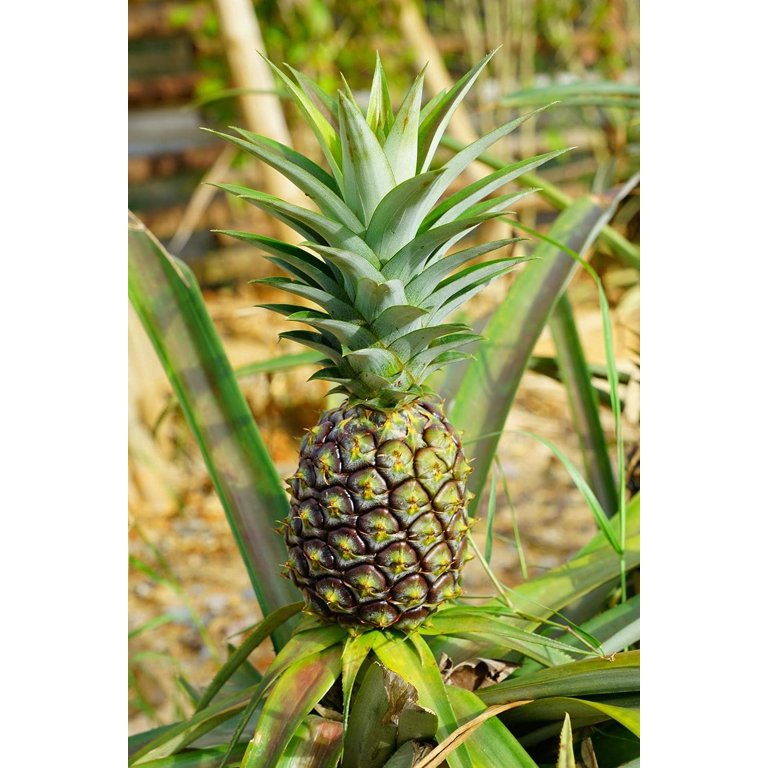 Pineapple Fruit Tree