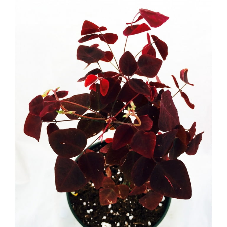 Red Shamrock Plant