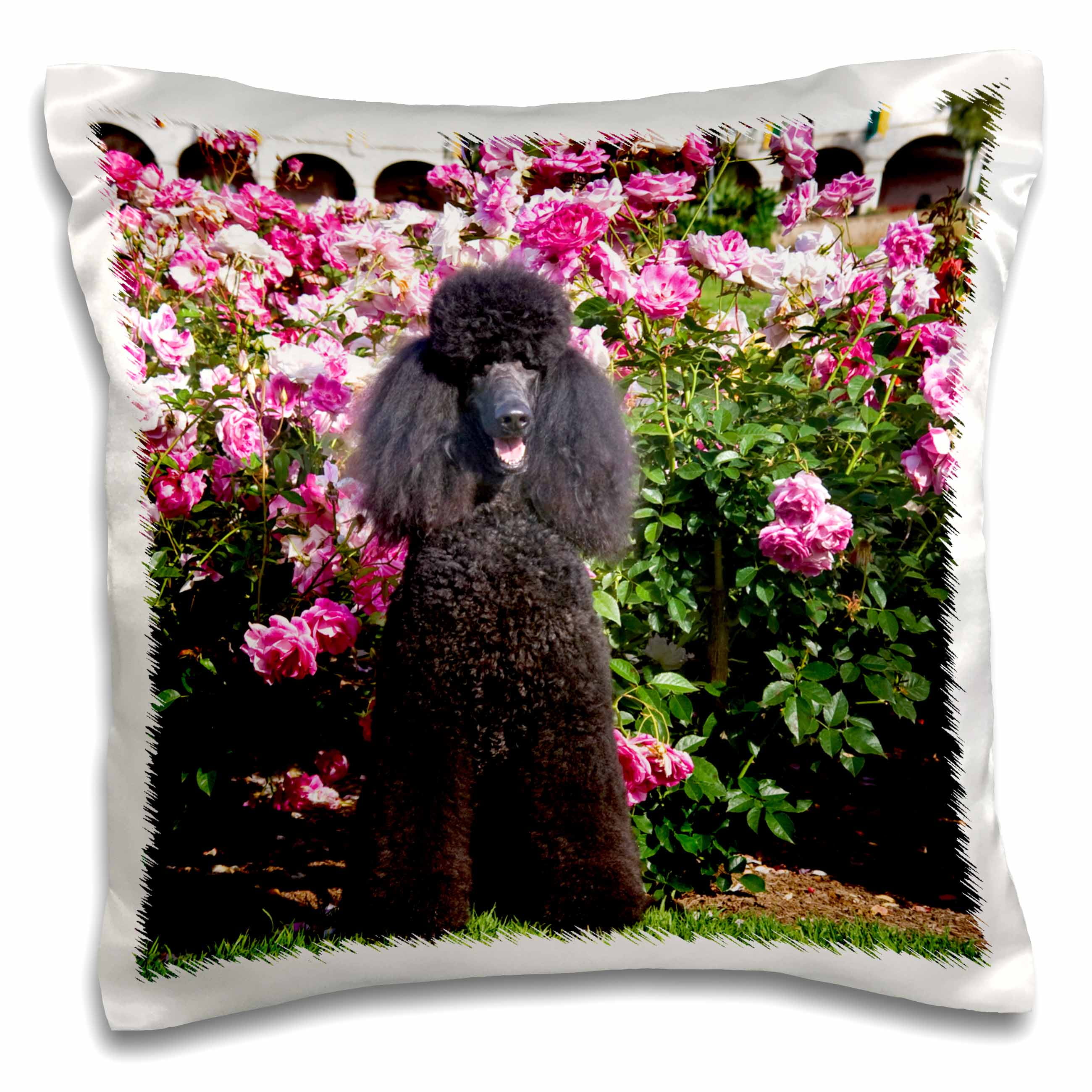 3dRose USA, California. Standard Poodle sitting in a rose garden ...