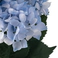Light Blue Hydrangea Bush by Ashland® - Walmart.com