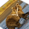 3drose, Brown Bear Fishing for Salmon, Silver Salmon Creek, Alaska ...