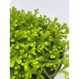 Garden Selaginella, 4 inch, Gold Club Moss, Golden kraussiana - Walmart.com