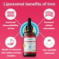 Nuvamin – Liposomal Iron Drops, 2Fl.Oz, 120 Servings for All Ages ...