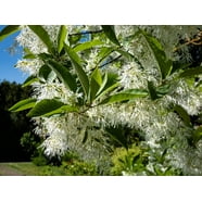 10 PACIFIC MADRONE TREE Bearberry Red Arbutus Menziesii Oregon Laurel ...