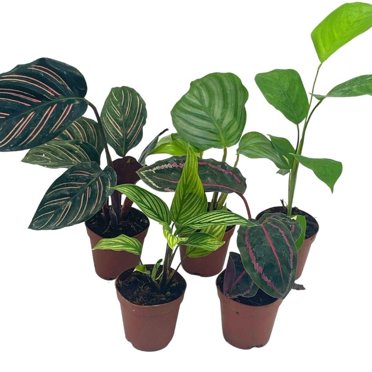 Calathea Ornata Pinstripe 2 inch Set of 3 Prayer Plant Tiny Mini Pixie ...