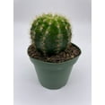 Lemon Barrel Cactus, 4 inch, Echinopsis Calochlora - Walmart.com