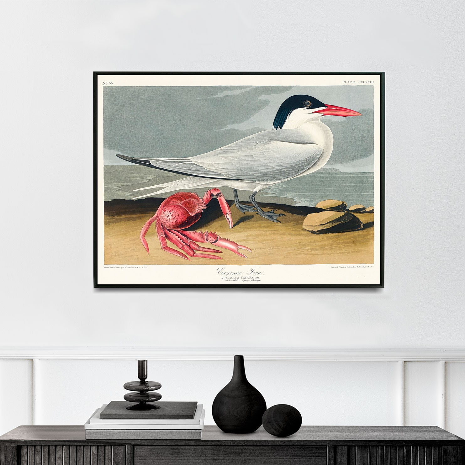 Cayenne Tern - 1827 | John James Audubon | Premium Fine Art Print ...