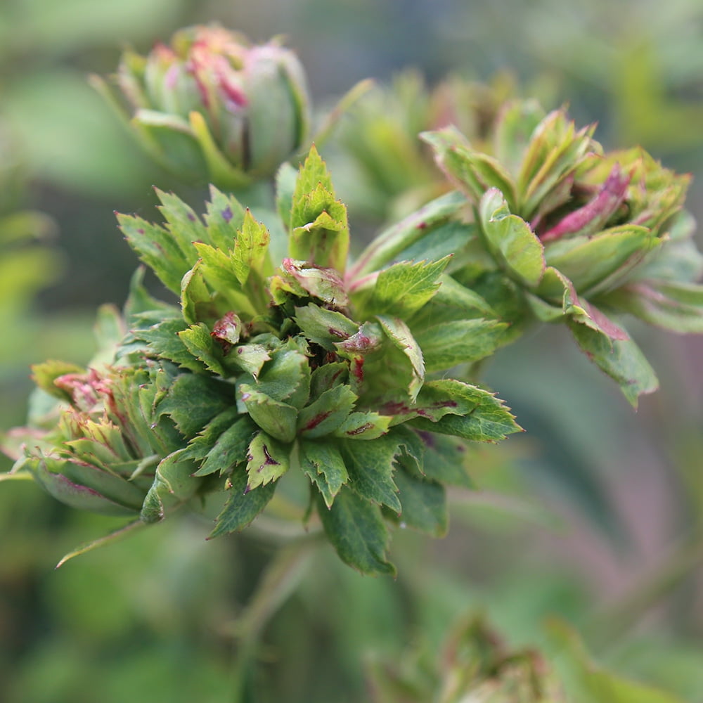 Heirloom Roses - The Green Rose China Rose Bush - Easy Plant For ...