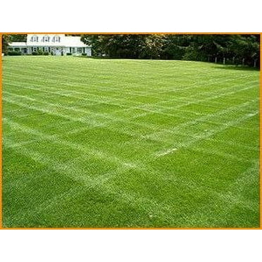 Nitro-Coated & Inoculated White Dutch Clover Seed - 1 Lb Perennial ...