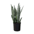 United Nursery Live Sansevieria Zeylanica Plant 26-32 inches Tall in 9. ...