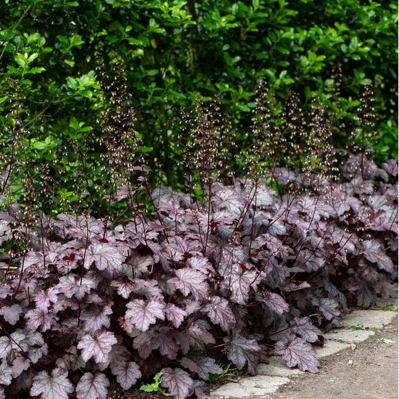 Coral Bells Plant