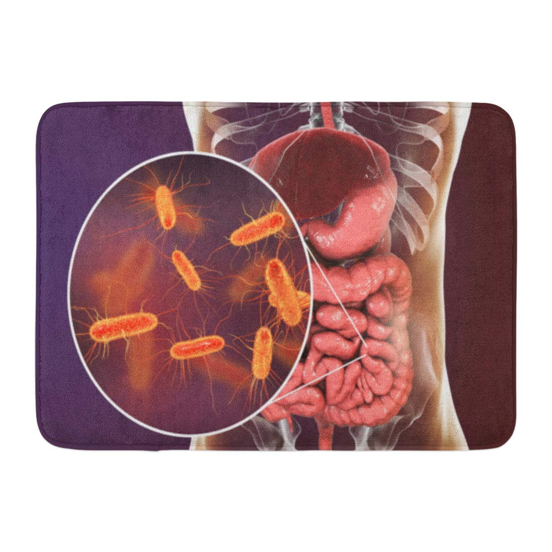 GODPOK Intestinal Microbiome 3D Showing Anatomy of Human Digestive ...
