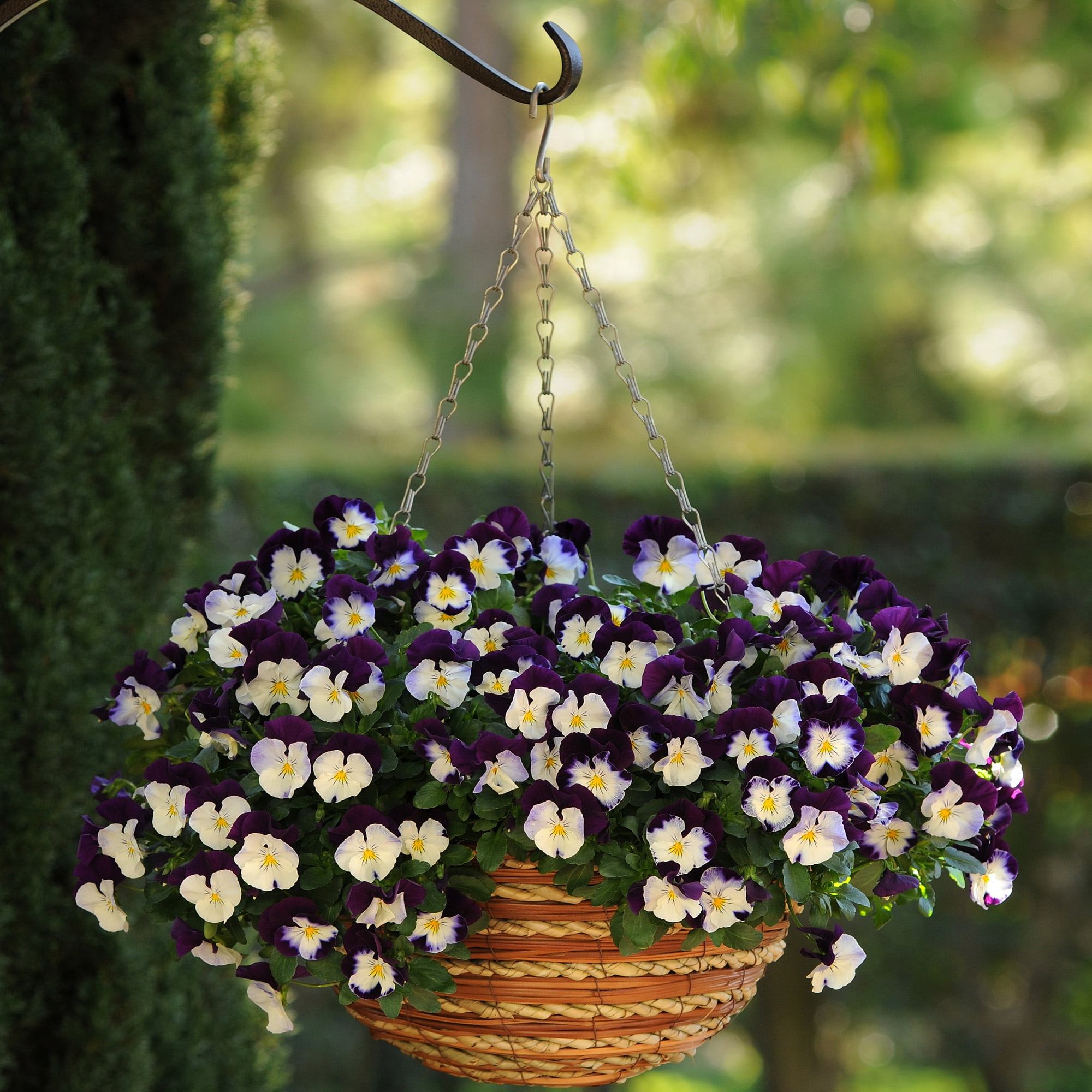 Outsidepride Pansy Cool Wave Violet Wing - 30 Seeds - Walmart.com