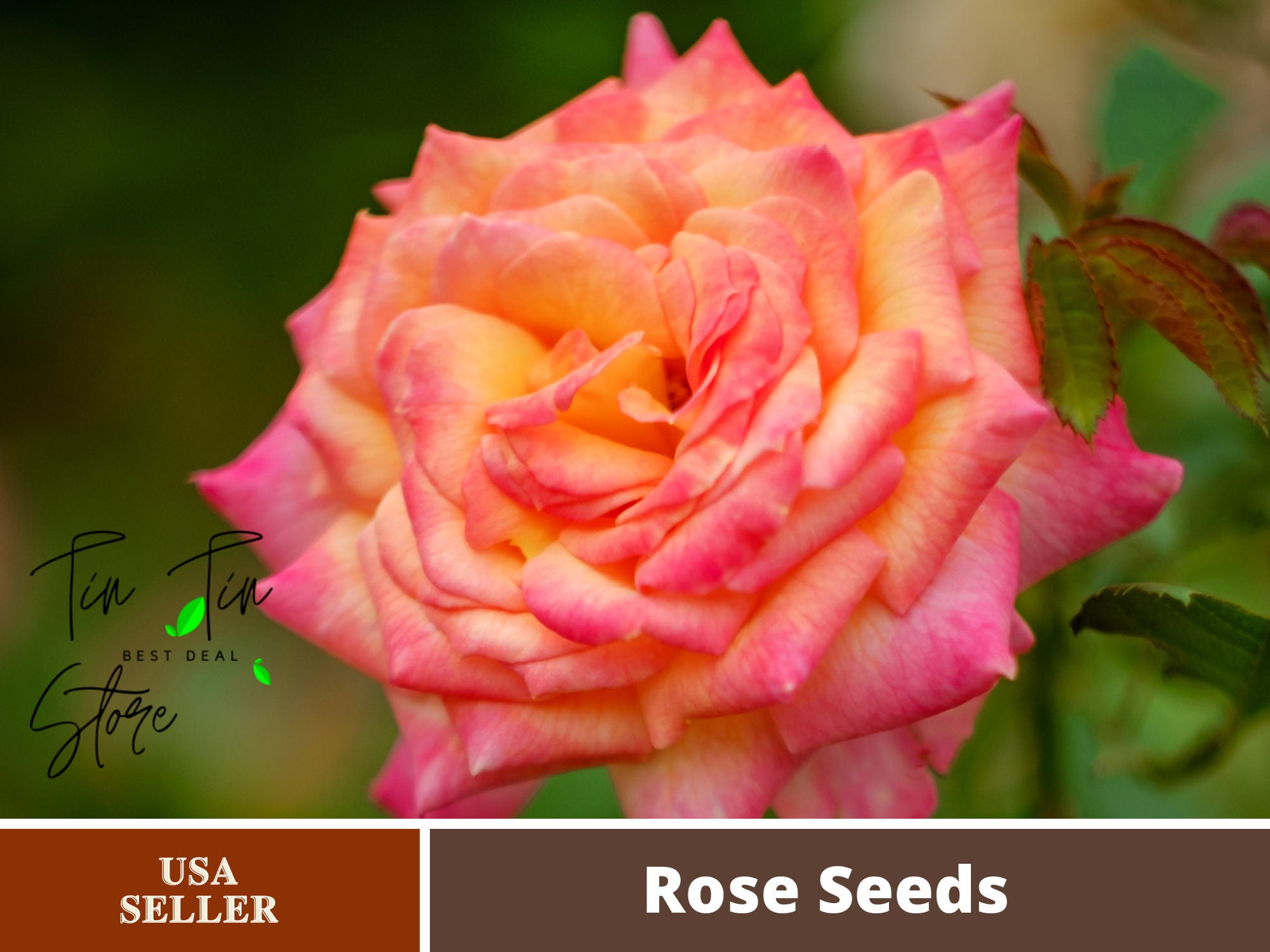 30 Rare seed-Love&Peace Rose Bush-#1093-Authentic Seeds-Flowers-Seeds ...