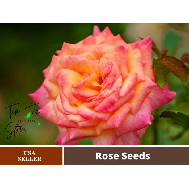 30 Rare seed-Love&Peace Rose Bush-#1093-Authentic Seeds-Flowers-Seeds ...