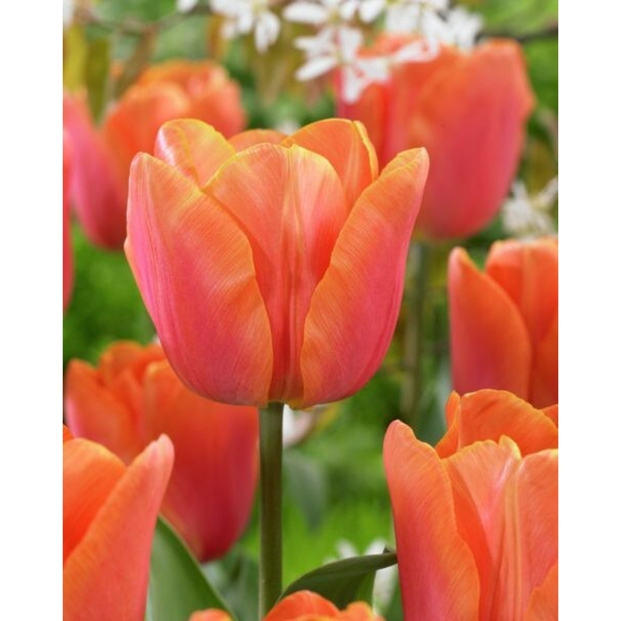 Click here for Tasc Tulip ‘jimmy Triumph Perennial Flower Bulb prices
