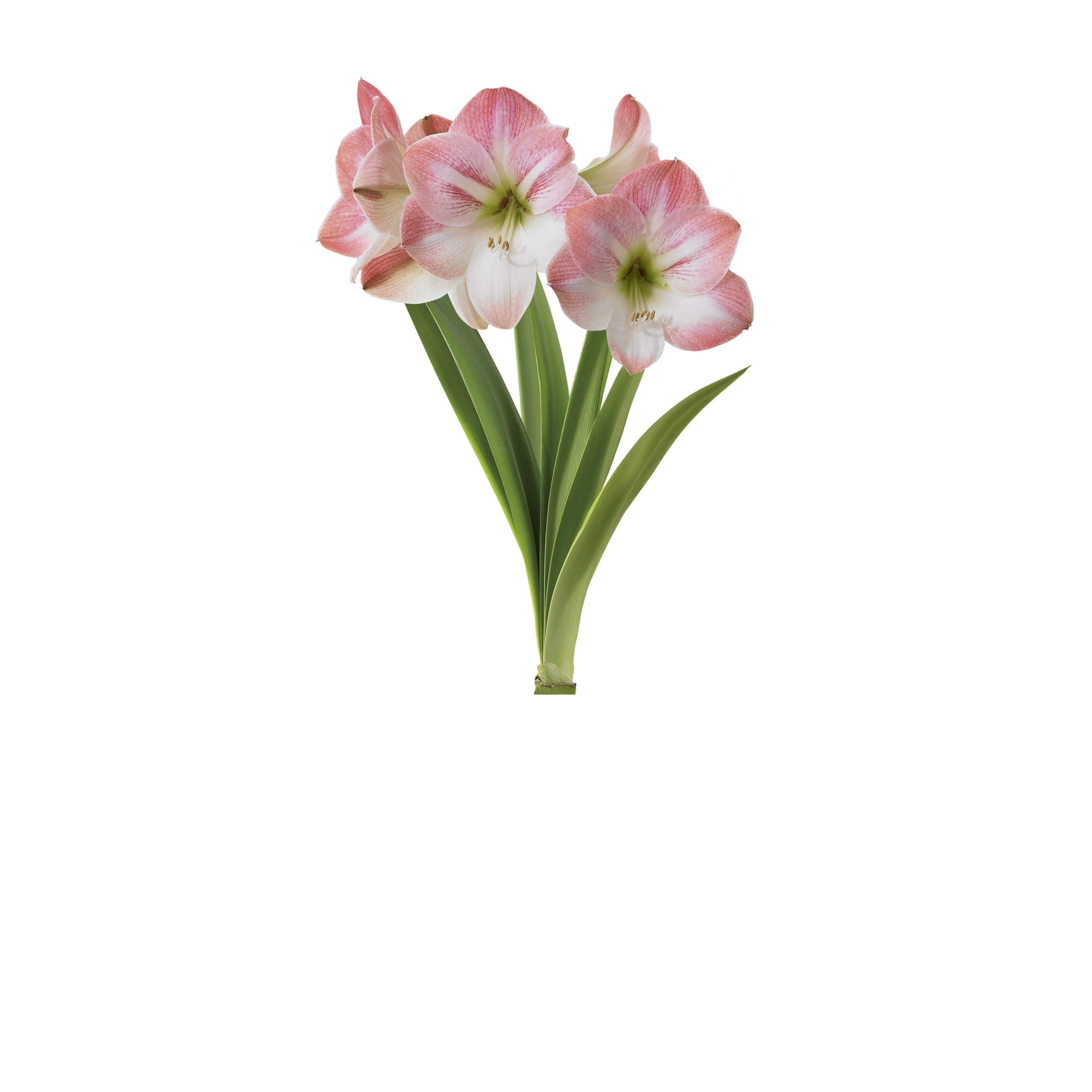 Click here for Tasc Amaryllis Apple Blossom Indoor Upscale Round prices