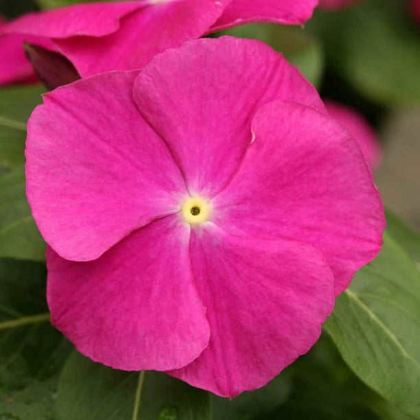 Annual Vinca Colors
