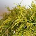 Expert Gardener Gold Mop Threadleaf False Cypress (2.5 Quart) Evergreen ...