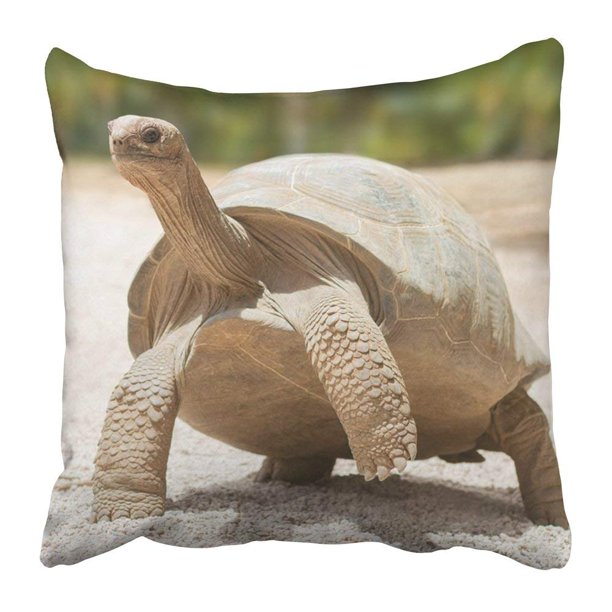 Galapagos Island Tortoise