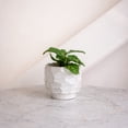 Bloomingville Stoneware Planter/Vase with Reactive Glaze, Cream Color ...