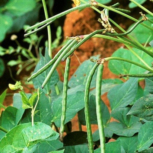 TomorrowSeeds - Texas Cream 40 Pea Cowpea Seeds - 50+ Count Packet ...