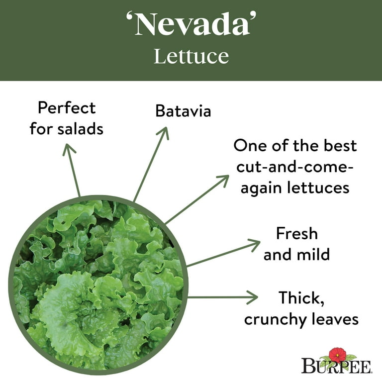Lettuce Seeds