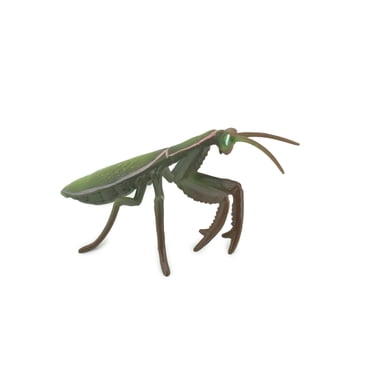 Orchid Mantis, Educational, Hand Painted, Museum Quality, Realistic ...