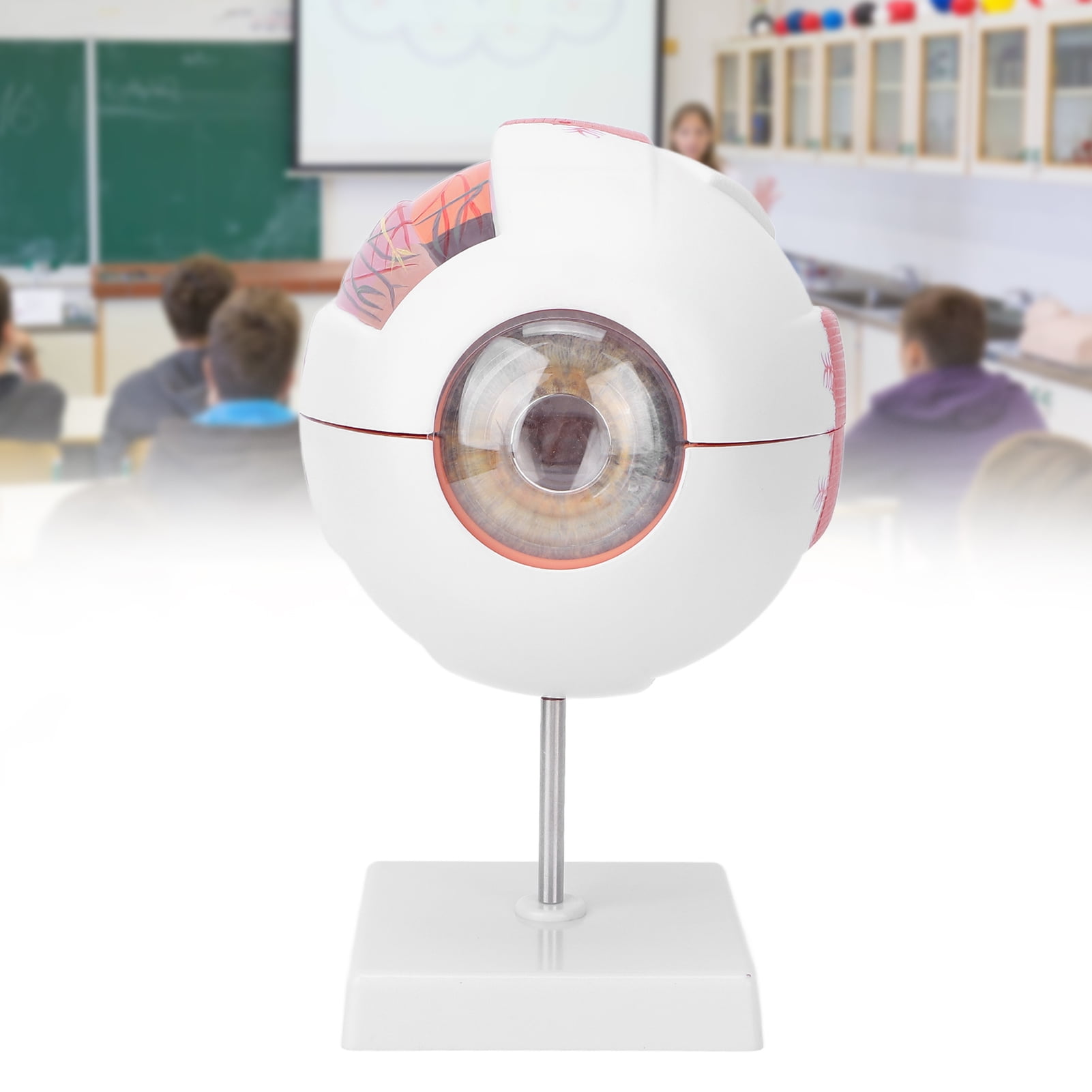 Ccdes 7 Parts Eye Anatomical Model,Eyeball Learning Model,Human Eyeball ...