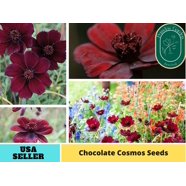 30 Rare Black Heart White Rose Flower Seeds, Rose Bush Planting, Buy 4 ...