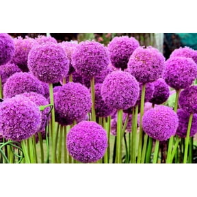 Seedville USA 50 Mixed Colors Veronica Sightseeing Mixture, Pink ...