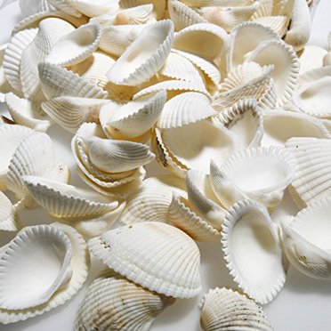 Coco Midrib Sea Shell Pack: Natural, 6 inches - Walmart.com