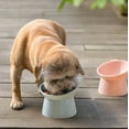 2-Piece Raised Stand Pet Bowl Set for Cats and Dogs - Walmart.com