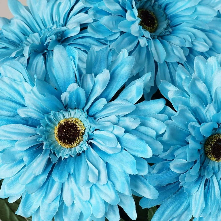 Blue Gerber Daisy