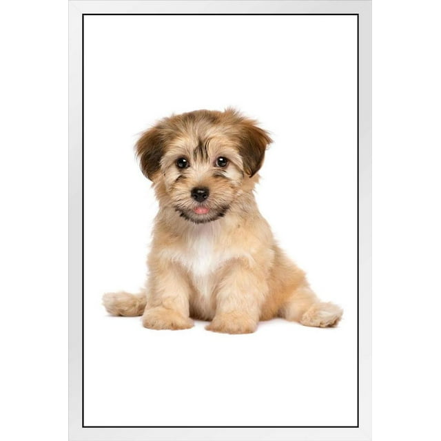 Havanese Puppy Dog Cute Sitting Puppy Posters For Wall Funny Dog Wall ...