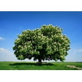 CZ Grain Colossal Chestnut Tree Seeds, Grow Large Chestnuts, 5 Fresh ...