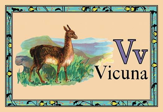 Vicuna
