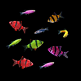 GloFish® 10G Active Aquarium Tiger Barb-Danio 10ct Live Fish for ...