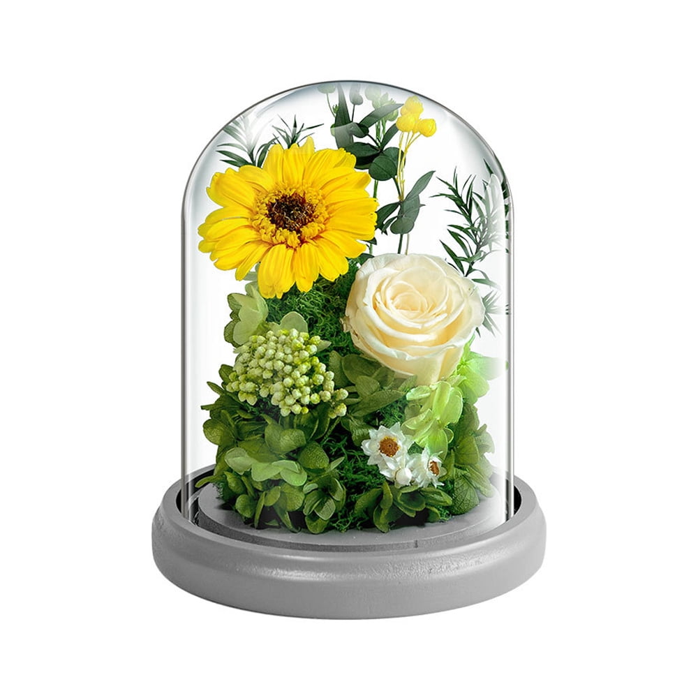 Eternal Preserved Real Sunflower Flowers in Glass Dome, for Teachers ...