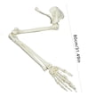Human Arm Model Anatomical Study Life Size Human Arm Joint Study ...