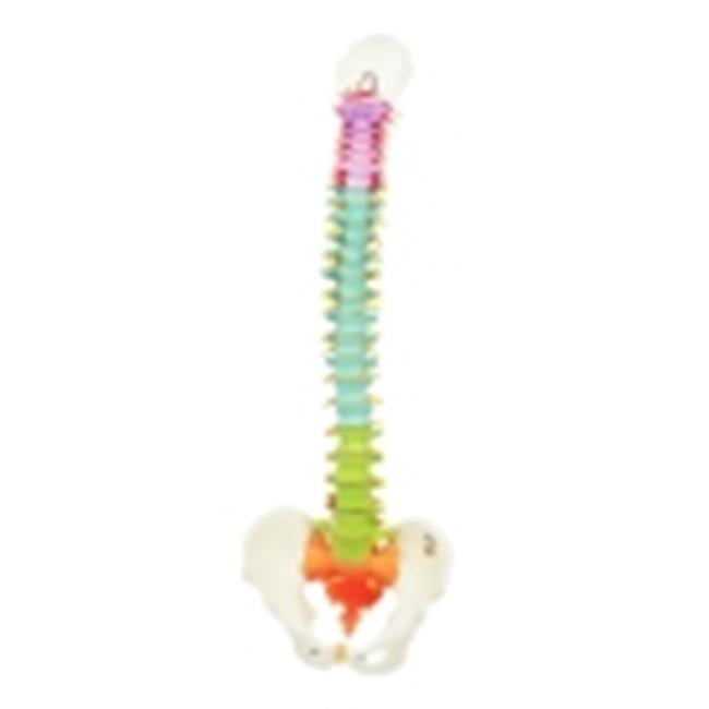 American 3B Scientific 74 cm Color Coded Didactic Flexible Spinal ...