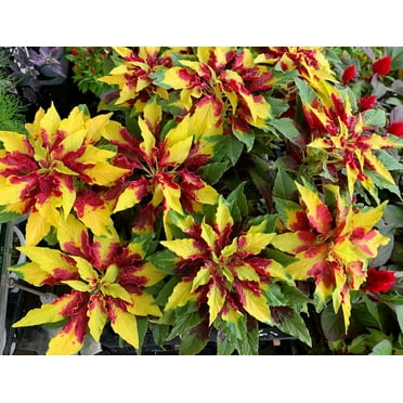 150 TRICOLOR AMARANTHUS PERFECTA Summer Poinsettia Amaranth Flower ...