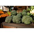 1000 CALABRESE BROCCOLI ITALIAN Green Sprouting Vegetable Brassica ...