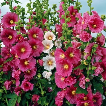 Shades of Rose Coreopsis Tickseed Perennial Plant - Quart Pot - Walmart.com