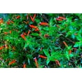 Seedville USA, 10 Red Firecracker Plant, Mexican Firecracker, Cuphea ...
