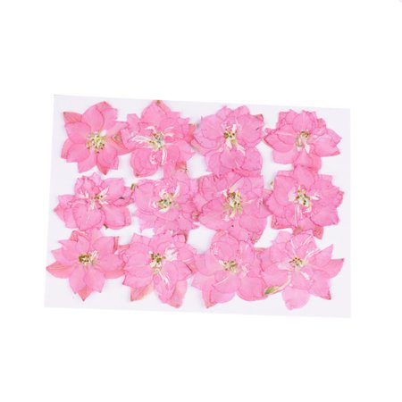 juguse 12 Pieces Dried Flowers Uncolored Pressed Specimen Beautiful ...