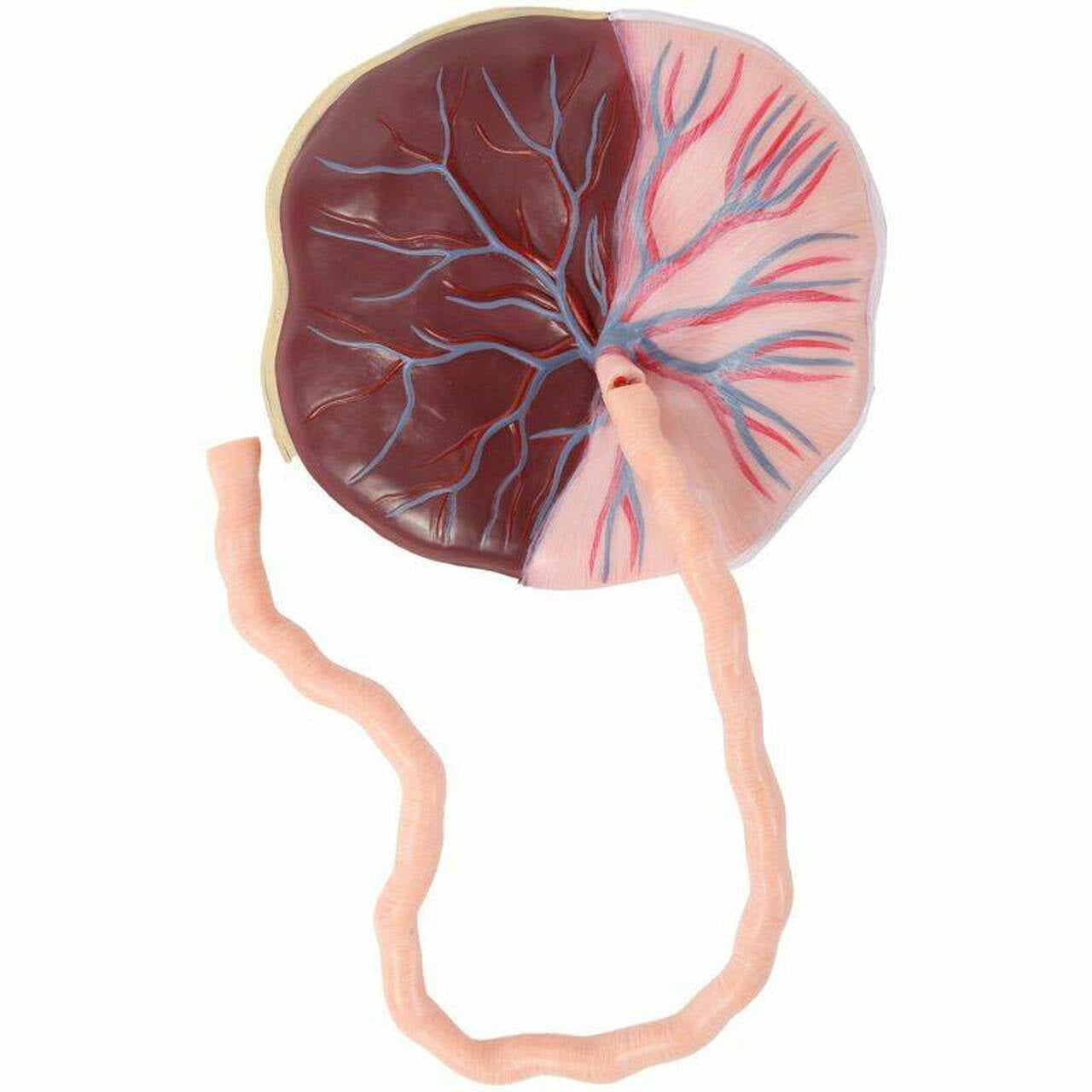 Axis Scientific Placenta Model with Removable Umbilical Cord - Walmart.com